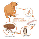 Floh Bilder: weil Fotos mehr als Worte sagen - Flohproblem