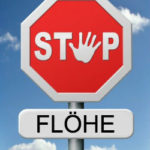 Flöhe erkennen - 5 typische Anzeichen für Flöhe - Flohproblem.de